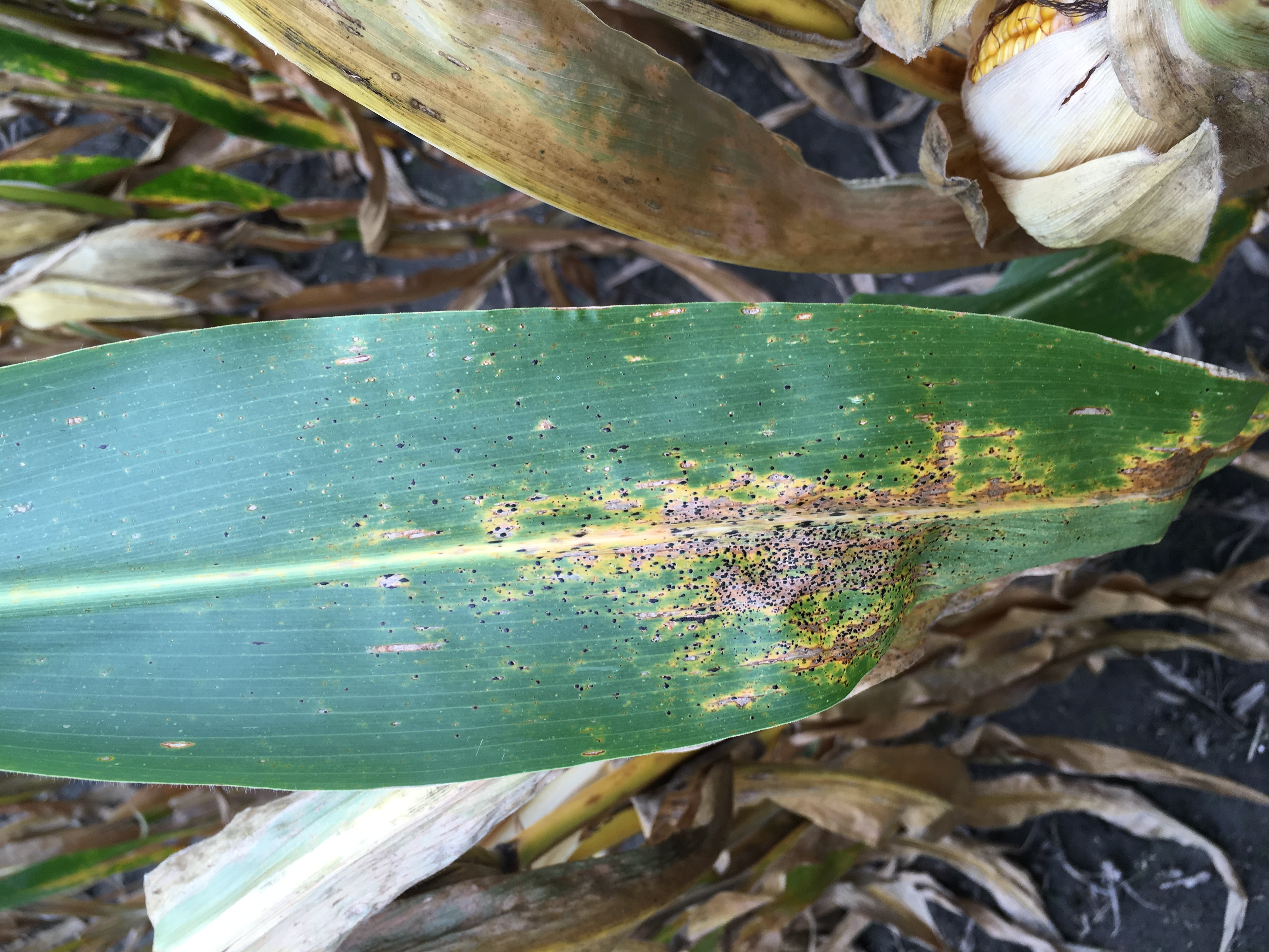 Welcome to Michigan Corn Online | Michigan Corn