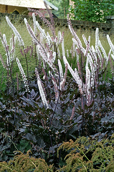 Brunette Bugbane | Zehrs Flowers and Landscaping